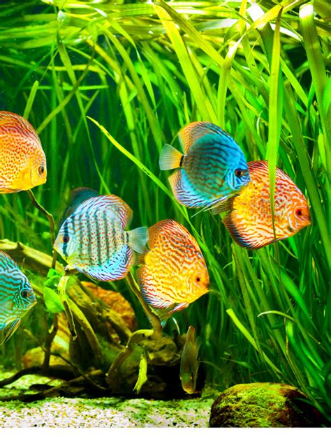 Thailand Assorted Discus Mixed Fancy Colors Nepal Aqua Studio