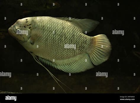 Giant Gourami Fish Swimming Underwater Aquarium In The Fish Tank Stock