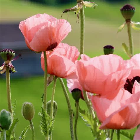 How To Grow And Care For Poppies Thehappiergarden