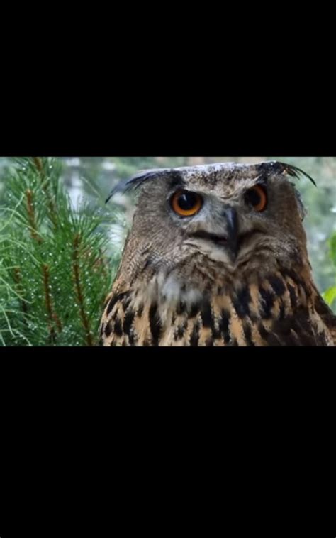 Создать мем "великий филин, филин грин, филин обыкновенный yoll ...