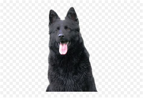 Black German Shepherd Png Image Black German Shepherd Pnggerman