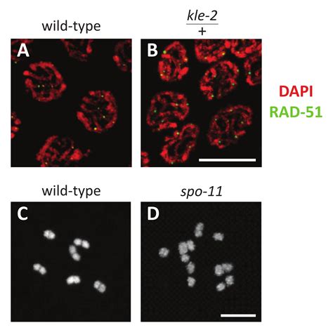秀丽隐杆线虫 用于免疫荧光和dapi染色的性腺解剖和冷冻裂缝