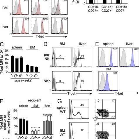 Eomes⁻ Nk Cells Develop In The Liver And Are Dependent On T Bet And Download Scientific Diagram