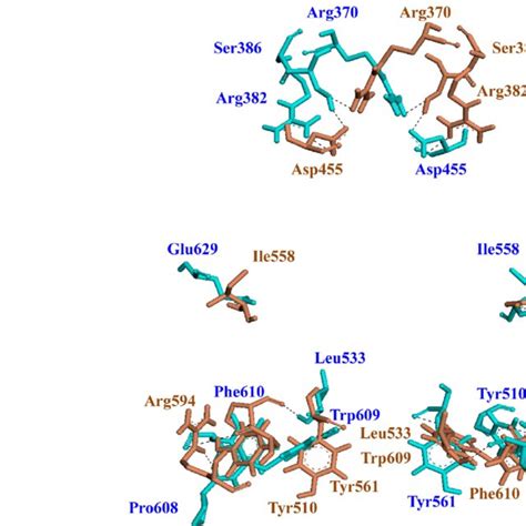 Ebv Ebna1 Composite Model Dimer Structure A Ribbon Diagram Of The Ebv
