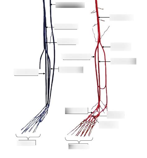 Wire Model Of Veins And Arteries At Crystal Twyman Blog