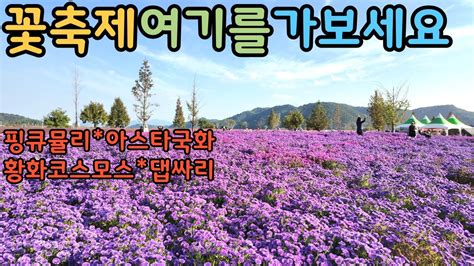 황화코스모스 아스타국화 핑크뮬리 댑싸리 축제 Youtube