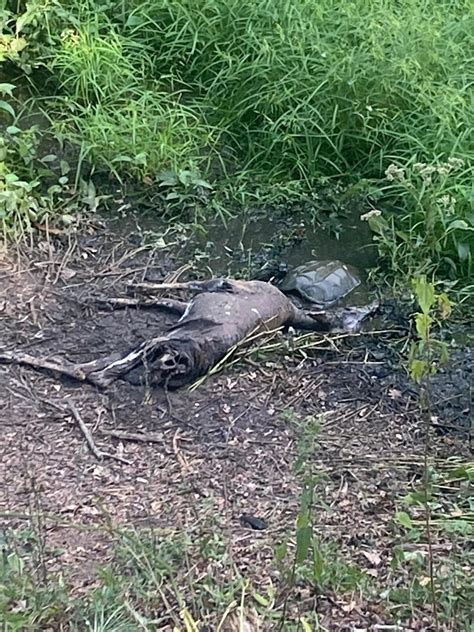 Snapping Turtle In Brainerd R Sweatypalms