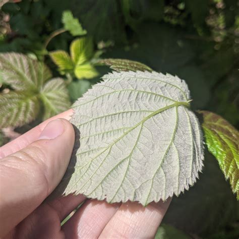 Himalayan Blackberry Ns Invasive Species Council