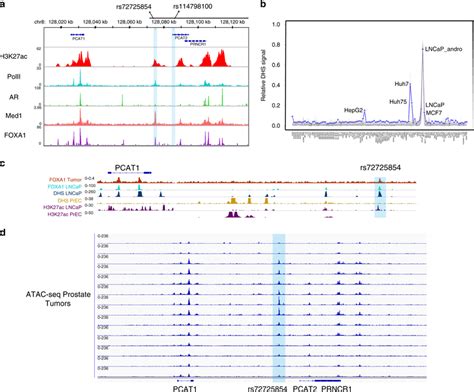 Rs72725854 Lies In A Prostate Cancer Specific Enhancer A Ucsc Genome