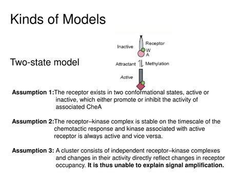 Ppt Receptor Clustering And Signal Processing In Li Chemotaxis Powerpoint Presentation