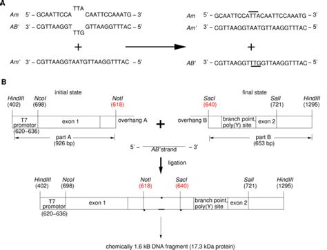 Design And Assembly Of The Computational Gene Exemplified With One
