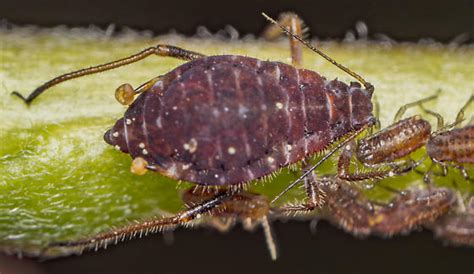 Aphids Bugguidenet