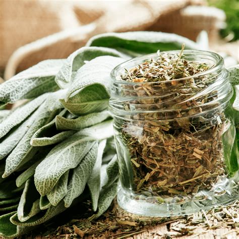 Sage Tub 150g Premium Culinary Herb For Professional Kitchens