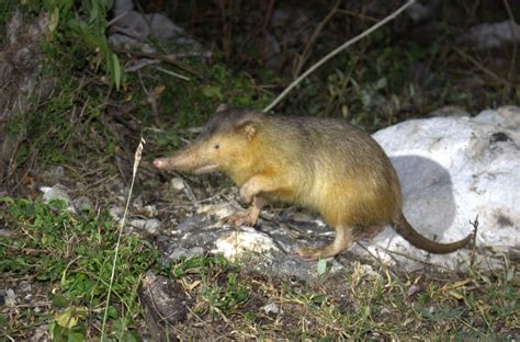 Dominica Wildlife At Willard Corey Blog