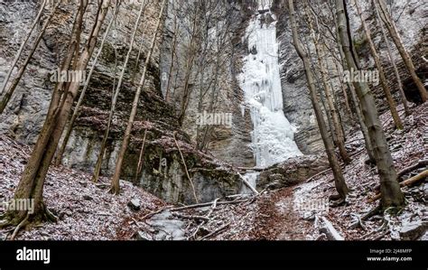 Large Frozen Icefall In Winter Forest Brankovsky Waterfall Slovakia