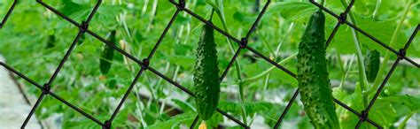 Rybtd Trellis Net 80 X 80 Cm Scrog Net Trellis Netting With Hooks