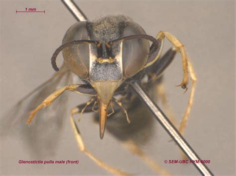 Bembicinae