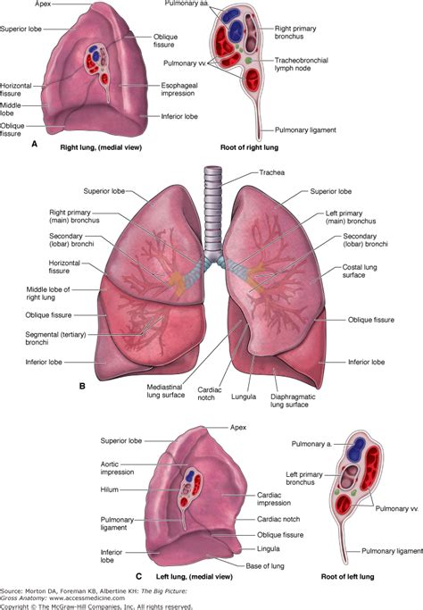 Lung Lobe Anatomie Lung Lobes Definition Anatomy Functions