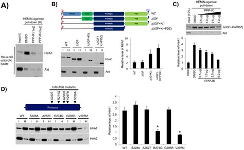Ppp Ix Binds To The Protease Domain Of Htra1 And Disease Associated