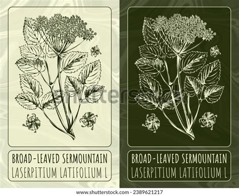 Pollination Plants Cover Page Over 3 Royalty Free Licensable Stock Vectors And Vector Art