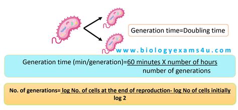 How To Calculate Generation Time And Number Of Generations Of Bacteria