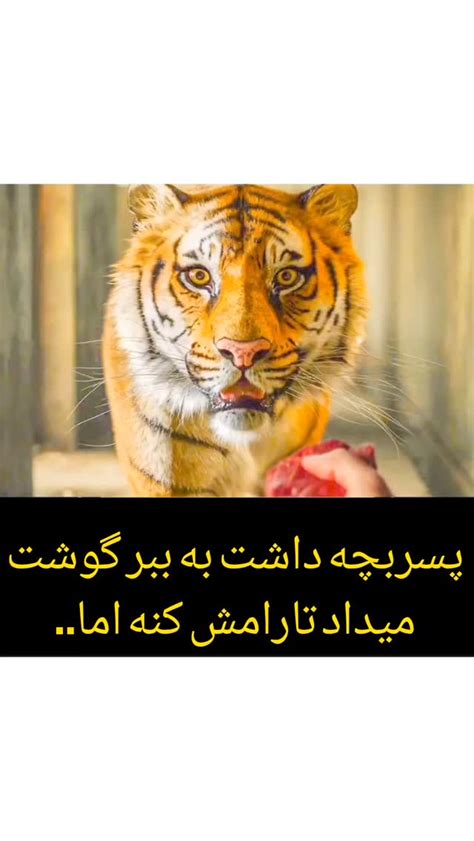 داستان فیلم پسربچه که از کوچیک به یه کوسه غذا میده ولی وقت بزرگ میشه