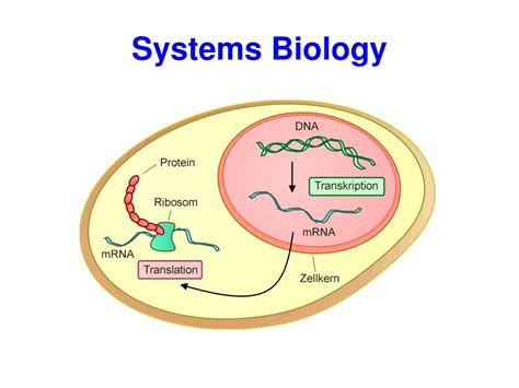 Ppt Learning Bayesian Networks From Postgenomic Data With An Improved