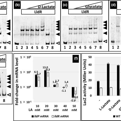 Influence Of L Lactate On Growth Of E Coli K 12 E Coli Wild Type Download Scientific Diagram
