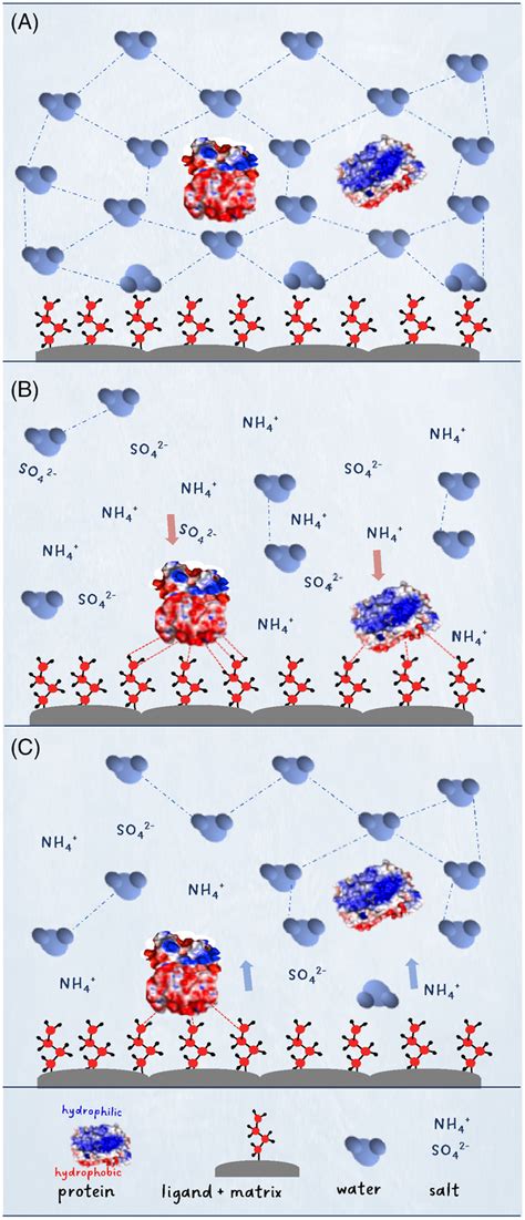 A Protocol For Setting‐up Robust Hydrophobic Interaction Chromatography