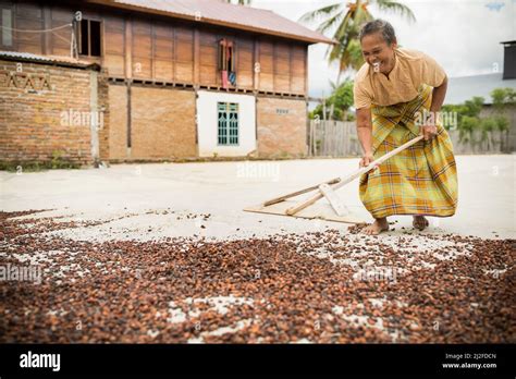 Woman Drying Cocoa Bean Harvest In The Sun On Her Small Farm In West Sulawesi Indonesia Asia