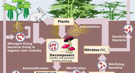 Nitrifying Bacteria Convert Ask Microbiology