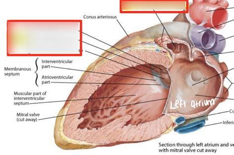 Heart Left Atrium Diagram Quizlet