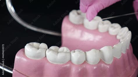 Showing Or Teaching On Model How To Care Teeth With Tooth Flossing