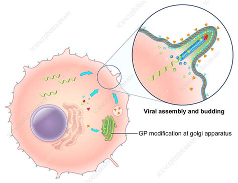 Ebola Virus Replication Illustration Stock Image C0277208 Science Photo Library