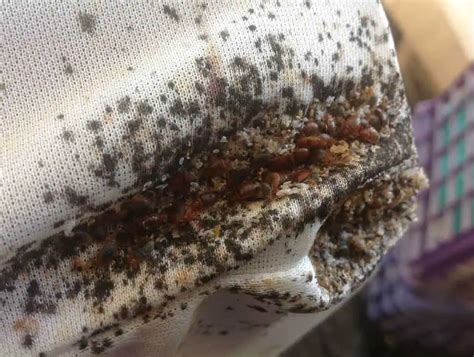 What Do Crushed Bed Bugs Look Like At Piper Walton Blog