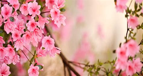 شعر در مورد فصل بهار ، تک بیتی و دوبیتی و شعر کودکانه درباره بهار از