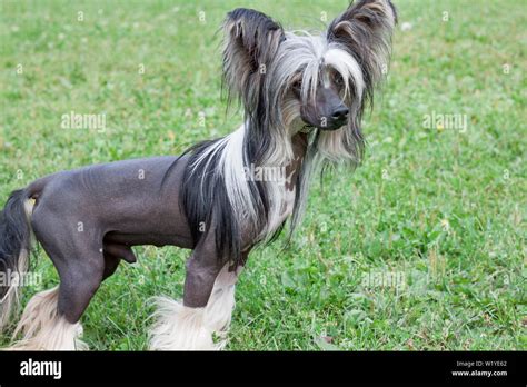 Cute Hairless Chinese Crested Dog Is Standing On A Green Meadow Pet