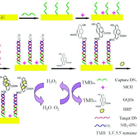 Schematic Representation Of A Synthesis Of Rgoau Nanocomposite And