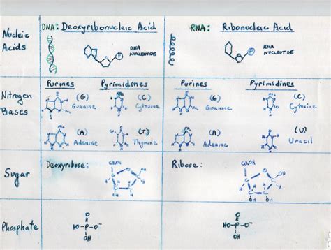 Dna And Rna Differences