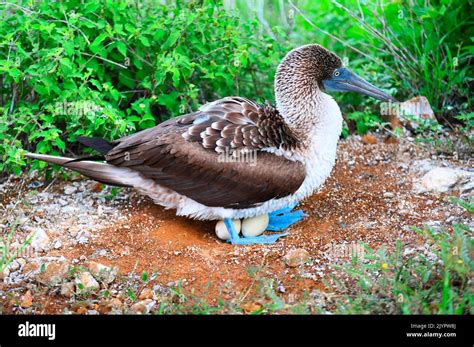 Blue Footed Booby Sula Nebouxii Upon Its Eggs On The Ground