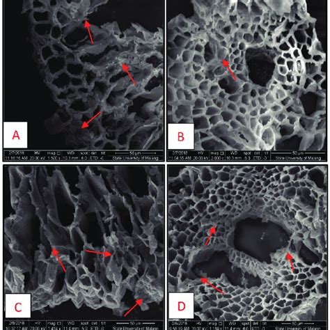 Sem Root Seagrass Control A Exodermis Seagrass B Seagrass Download Scientific Diagram