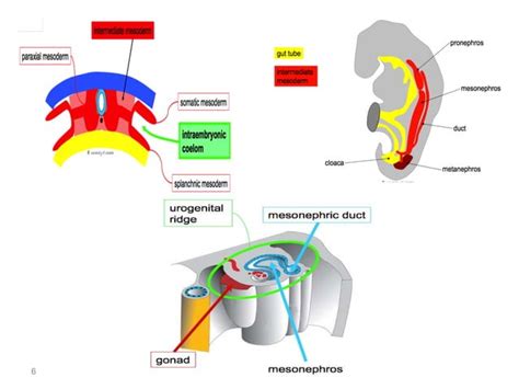 Reproductive System Development Ppt