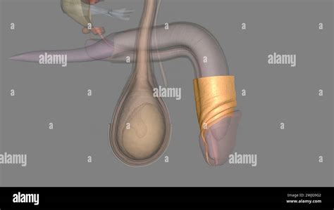 The Foreskin Is The Loose Skin Covering The Head Glans Of The Penis3d