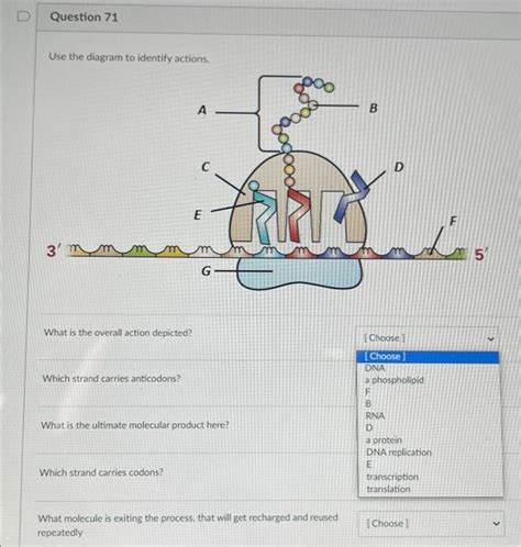 Solved Question 71 Use The Diagram To Identify Actions A 3