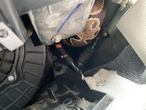 Saved This Ball Python Stuck In A Customers Dashboard Today Fun Way
