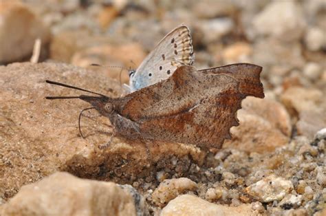 Utirana Fluturat Monographs