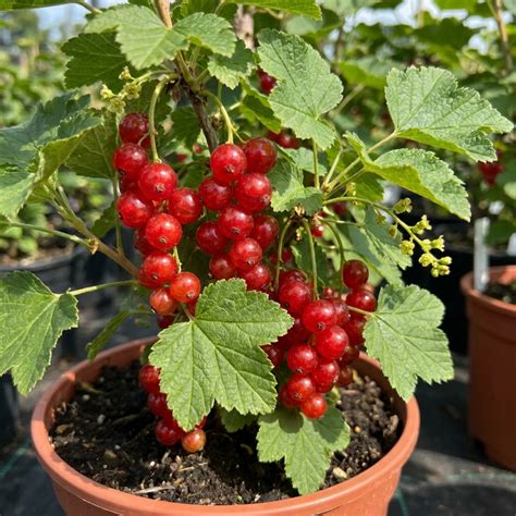 Redcurrant Jonkheer Van Tets Fruit Bush Hardy Outdoor Garden Ready 2
