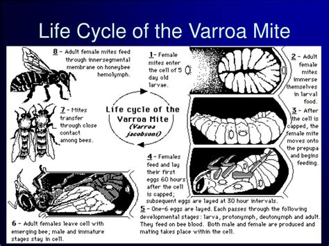 Ppt Varroa Mite Sampling And Ipm Powerpoint Presentation Free