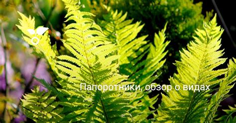 Папоротники, обзор о видах. Уход в домашних условиях. Фото — Ботаничка