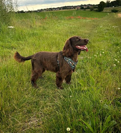 Rachael Rodden Dip Cii On Linkedin Sunday Funday Means A Long Walk In The Fields For Us 🐶